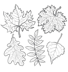 Set of autumn leaves - maple aspen oak and rowan Vector Image
