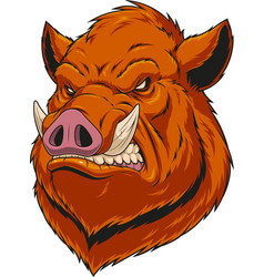 Head ferocious boar Royalty Free Vector Image - VectorStock