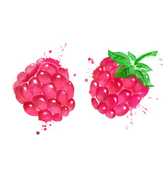 Hand drawn raspberry colored sketch watercolor Vector Image