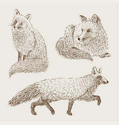 Fox sketch set hand drawn Royalty Free Vector Image
