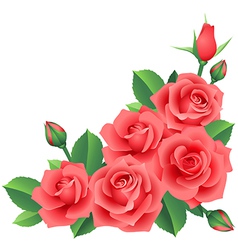 Roses Royalty Free Vector Image - VectorStock