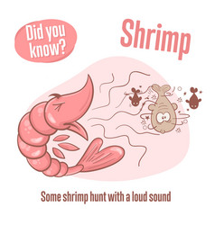 Prawn interesting facts about shrimp did you know Vector Image