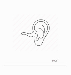 Ear anatomy isolated Royalty Free Vector Image