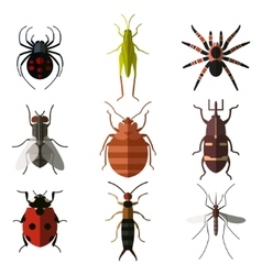 Realistic insects colorful template Royalty Free Vector