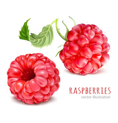 Realistic red raspberries with green leaves Vector Image