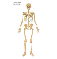 Female skeleton image Royalty Free Vector Image