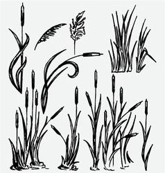 Silhouette reed Royalty Free Vector Image - VectorStock