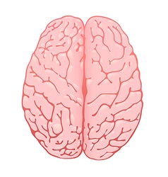 Frontal bone with name and description all Vector Image
