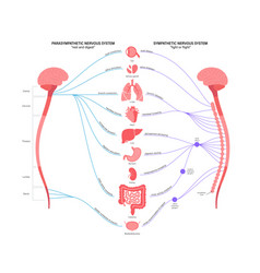 Autonomic nervous system Royalty Free Vector Image