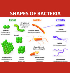 Types bacteria Royalty Free Vector Image - VectorStock