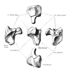 Sphenoid bone from behind vintage Royalty Free Vector Image