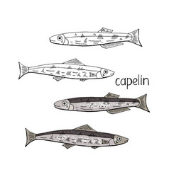 Seafood and fish set on black background Vector Image
