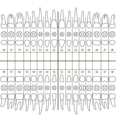 Teeth chart tooth Royalty Free Vector Image - VectorStock