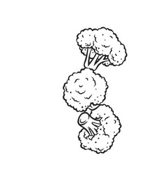 Broccoli plant life cycle growing stages set Vector Image