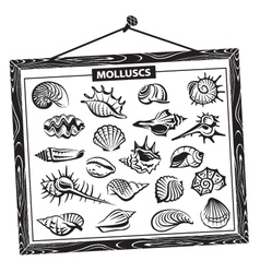 Set seashells outline Royalty Free Vector Image