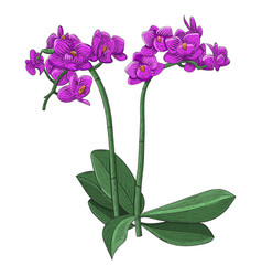 Orchid summer tropical flower Royalty Free Vector Image