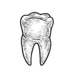 Engraving tooth structure Royalty Free Vector Image