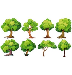 Tree Royalty Free Vector Image - VectorStock