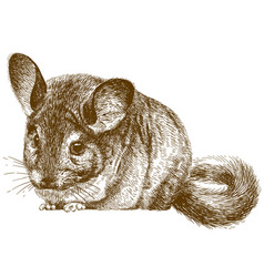 Chinchilla Royalty Free Vector Image - VectorStock