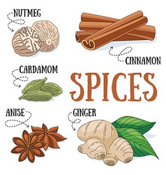 Spices Royalty Free Vector Image - VectorStock