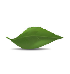 Birch leaf icon flat style Royalty Free Vector Image