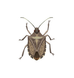 Shield bug icon pest control insect extermination Vector Image