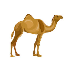 Cartoon funny camel running Royalty Free Vector Image