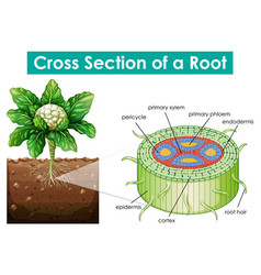 Parts of a plant Royalty Free Vector Image - VectorStock