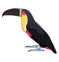 Toucan Royalty Free Vector Image - VectorStock