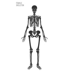 Female skeleton image Royalty Free Vector Image