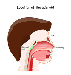 Adenoid location lymphatic system Royalty Free Vector Image