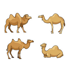 Cartoon funny camel running Royalty Free Vector Image