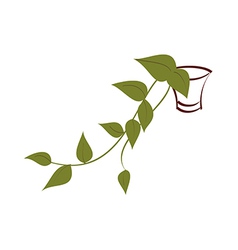 Alocasia frydek plant design Royalty Free Vector Image