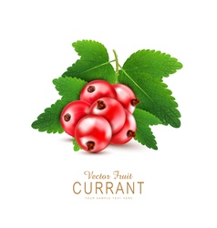 White currants Royalty Free Vector Image - VectorStock