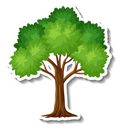 Isolated tree on white background Royalty Free Vector Image