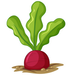 Carrot root in soil cartoon style isolated Vector Image