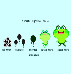 Frog life cyclecartoon styleanimals life Vector Image
