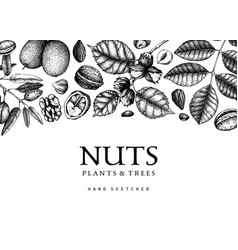 Nuts banner in college style vintage Royalty Free Vector