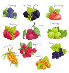 Sweet berries set Royalty Free Vector Image - VectorStock