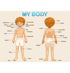 My body Royalty Free Vector Image - VectorStock