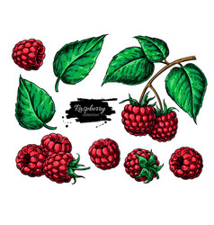 Raspberry drawing isolated berry branch Royalty Free Vector