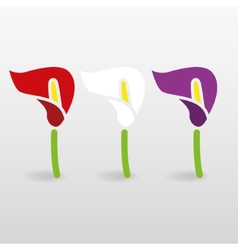 Calla flowers set in different colors Royalty Free Vector