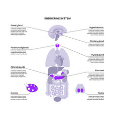 Endocrine system Royalty Free Vector Image - VectorStock