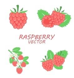 Raspberries 001 Royalty Free Vector Image - VectorStock