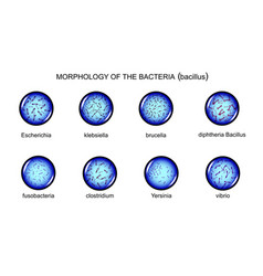 Morphology rod-shaped bacteria Royalty Free Vector Image