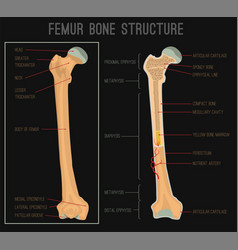 Human femur bones Royalty Free Vector Image - VectorStock