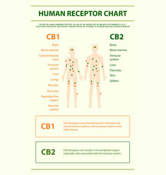 Human body parts Royalty Free Vector Image - VectorStock
