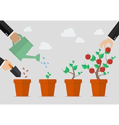 Diagram showing how plant grows from seed to tree Vector Image