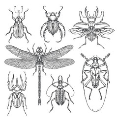 Set of insects Royalty Free Vector Image - VectorStock
