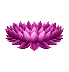 Orchid summer tropical flower Royalty Free Vector Image